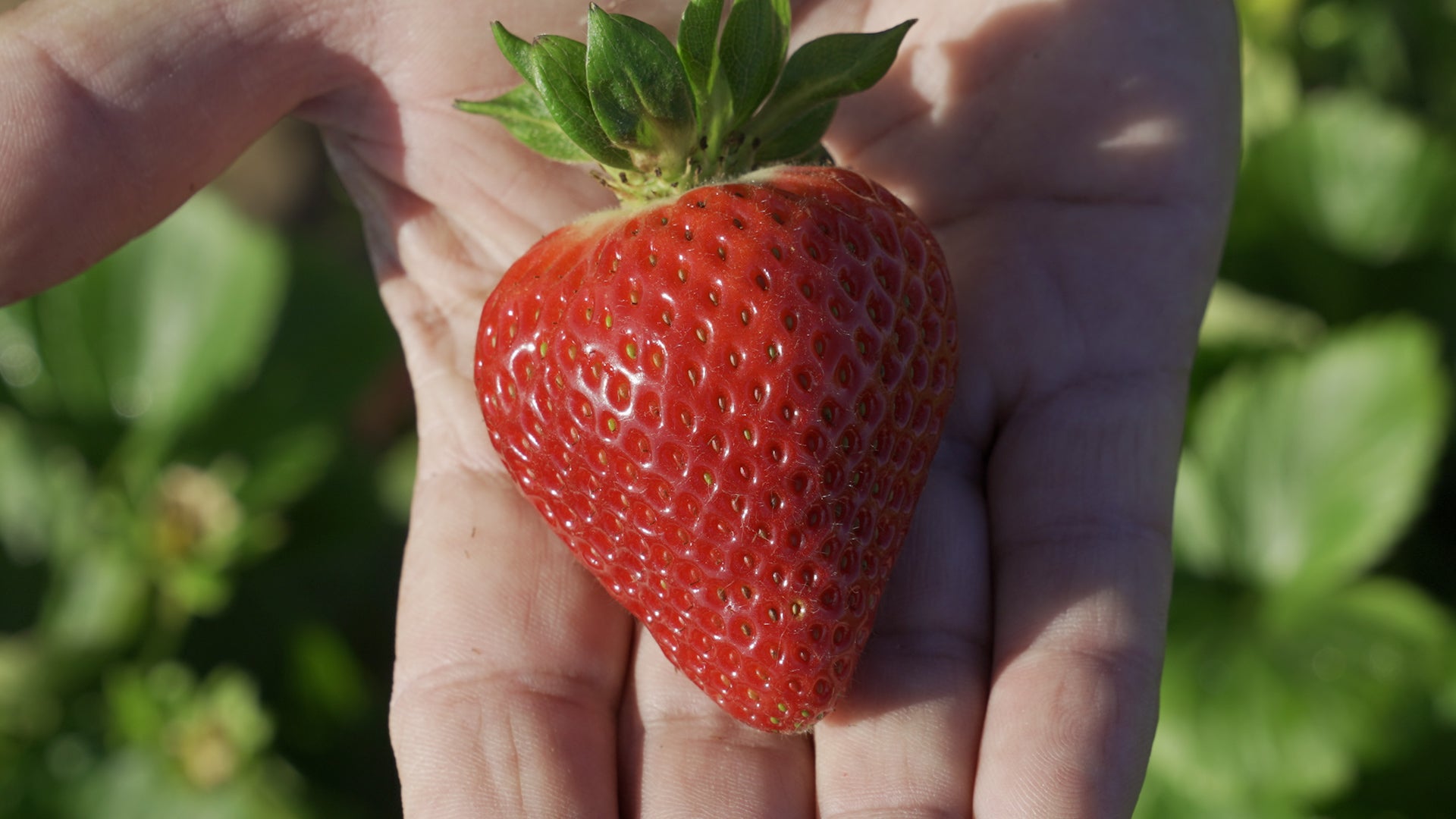Strawberries – CalPac Berry Plants