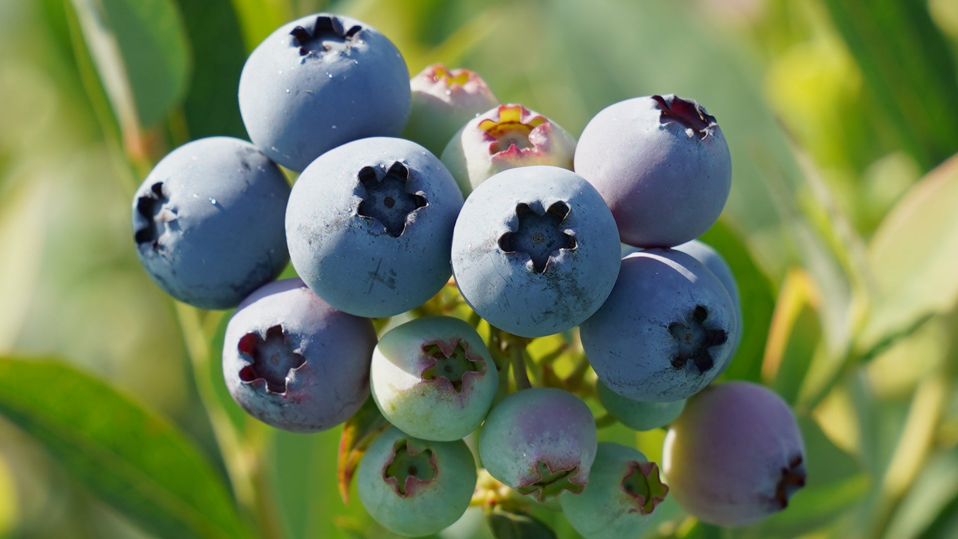 Blueberries – CalPac Berry Plants