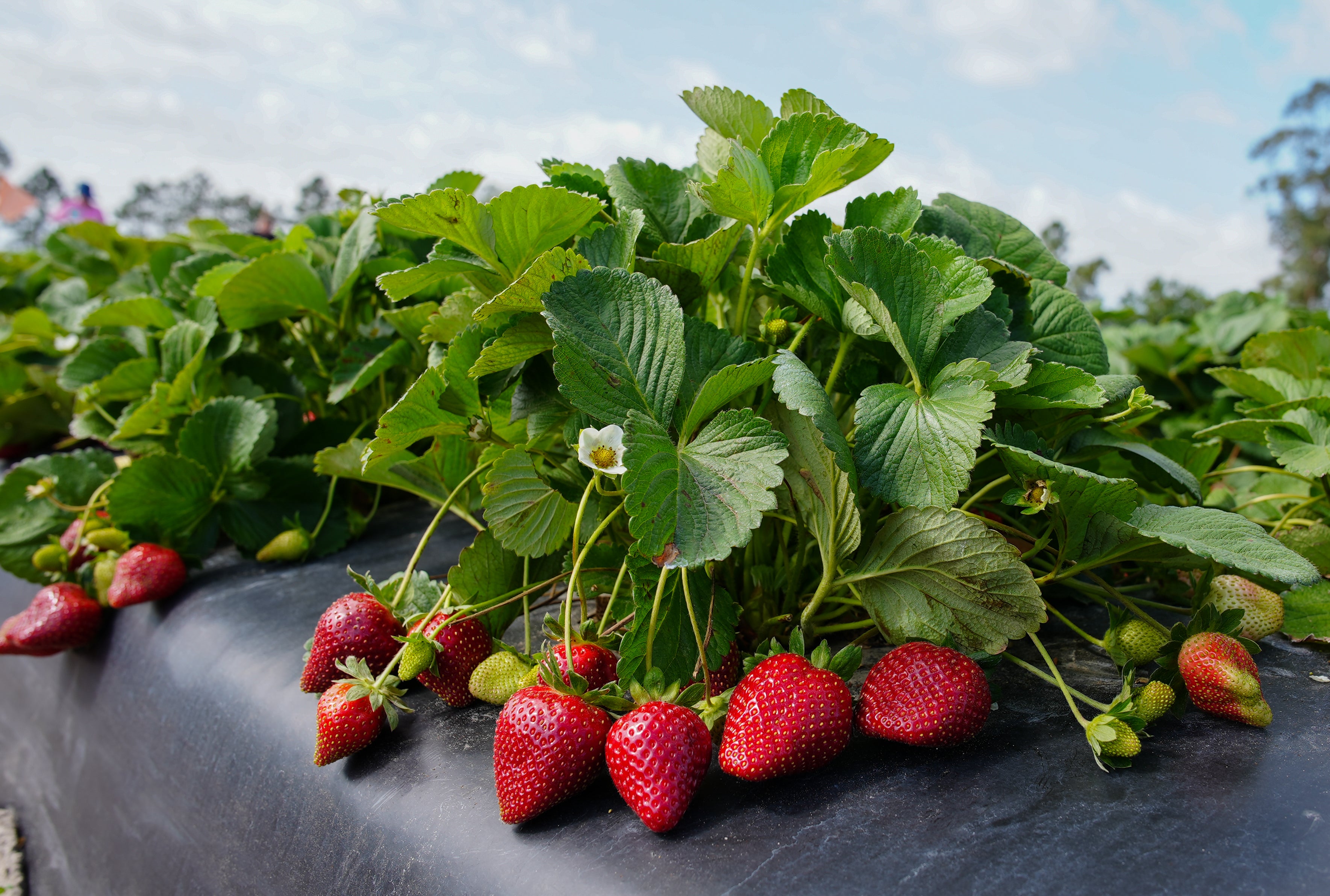 Florida Festival™ – CalPac Berry Plants
