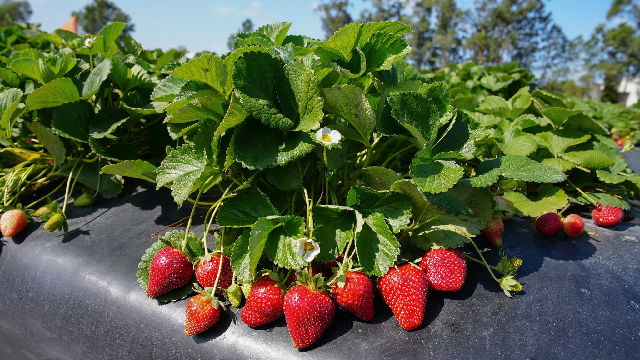 Florida Festival™ – CalPac Berry Plants