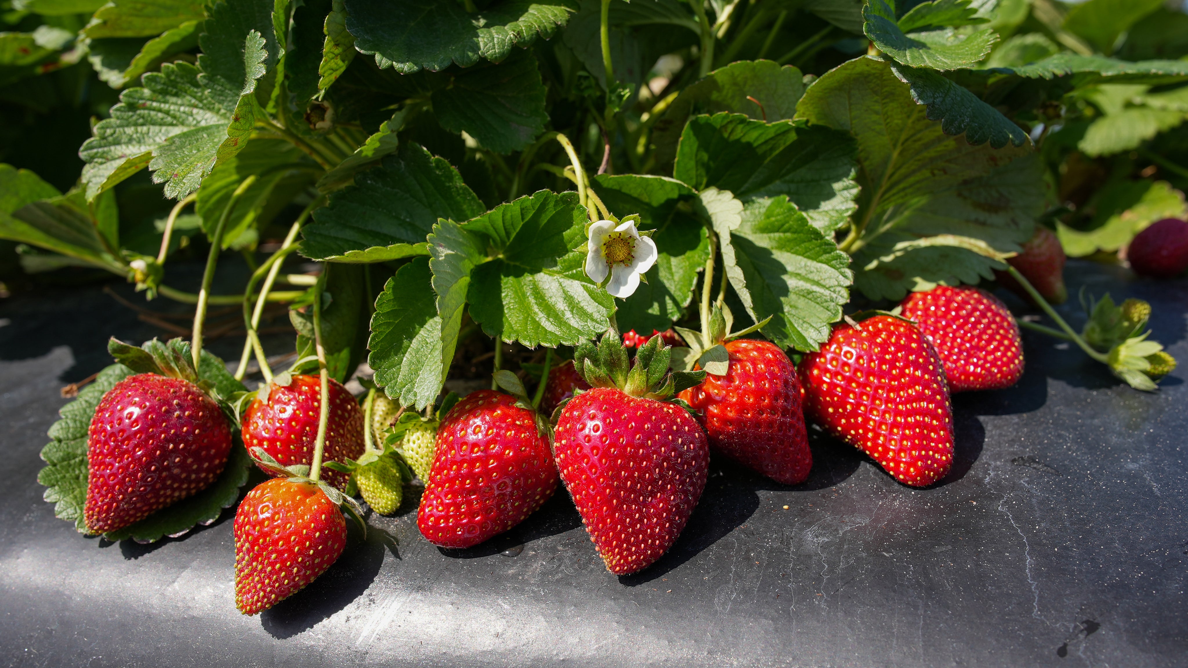 Florida Festival™ – CalPac Berry Plants