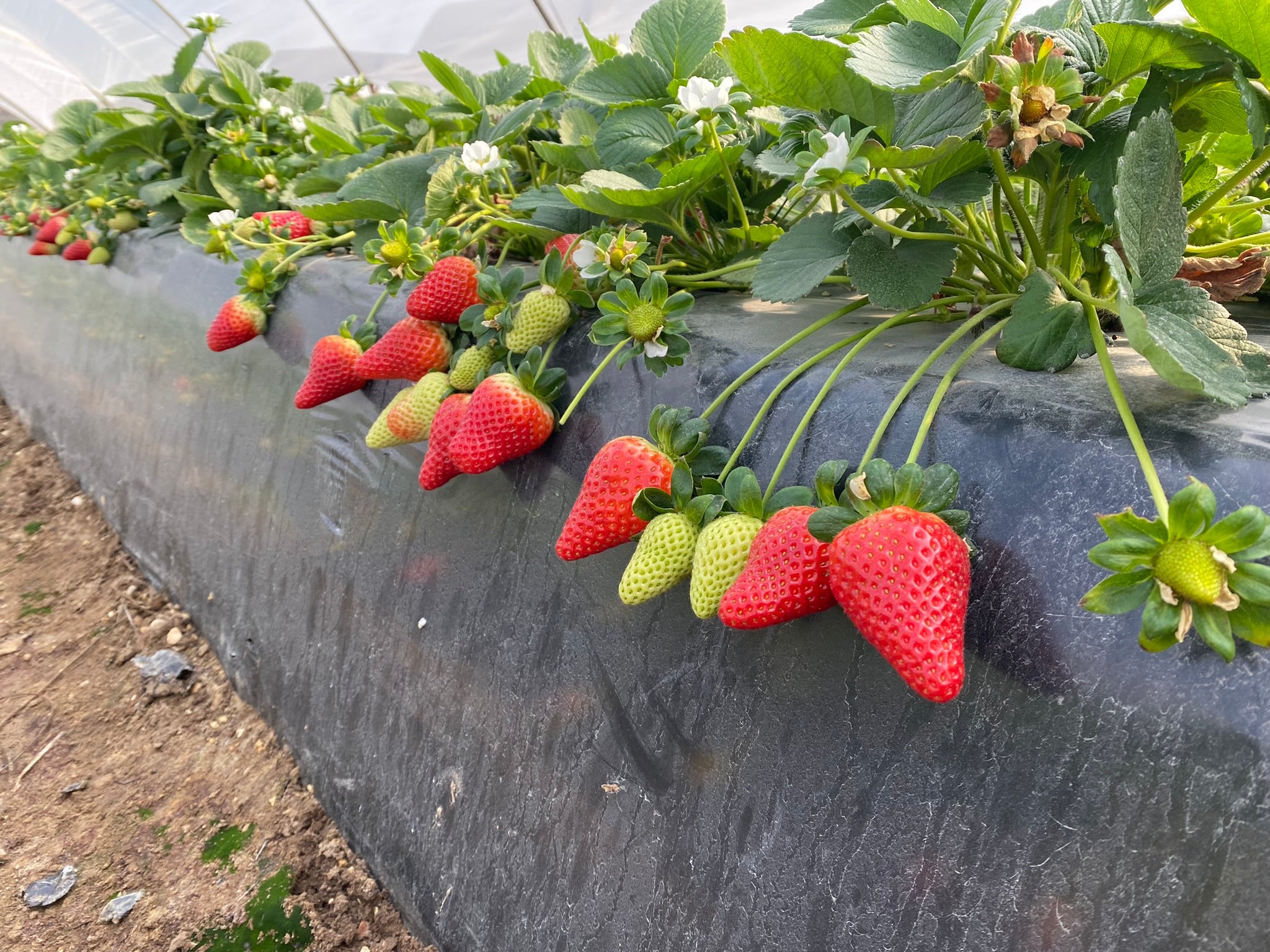 Florida Felicity® – CalPac Berry Plants