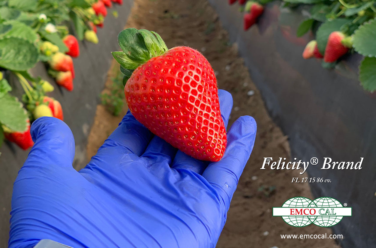 Florida Felicity® – CalPac Berry Plants