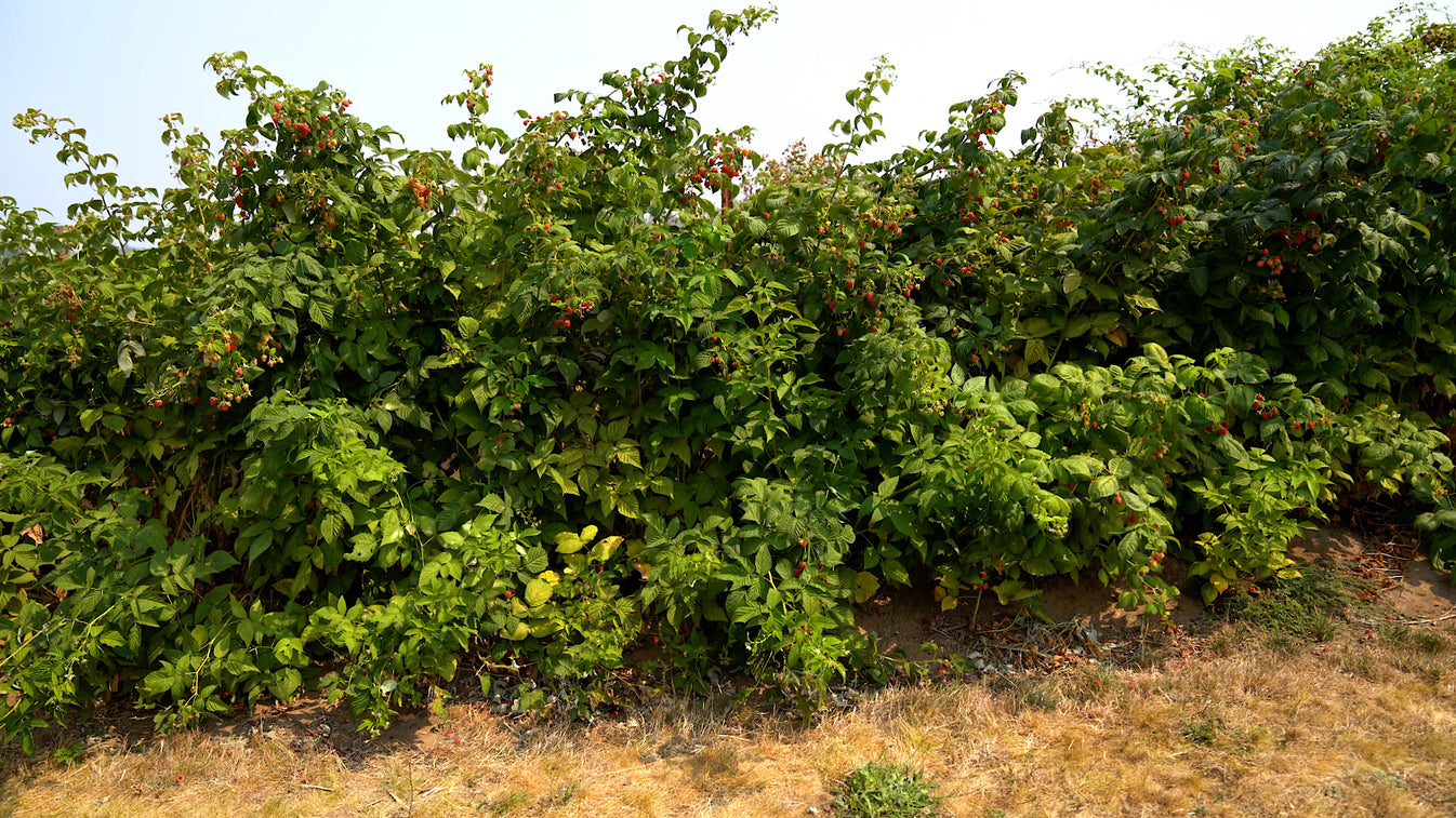 Kokanee – CalPac Berry Plants